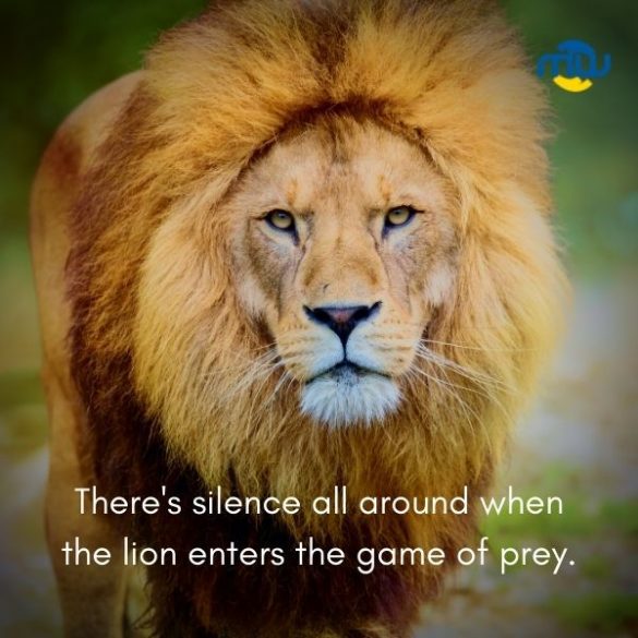 80 Attitude Powerful Lion Quotes To Regain Your Confidence