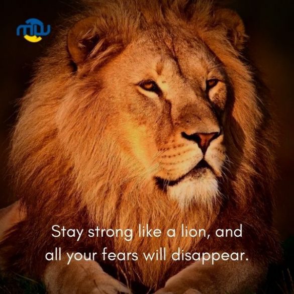 80 Attitude Powerful Lion Quotes To Regain Your Confidence