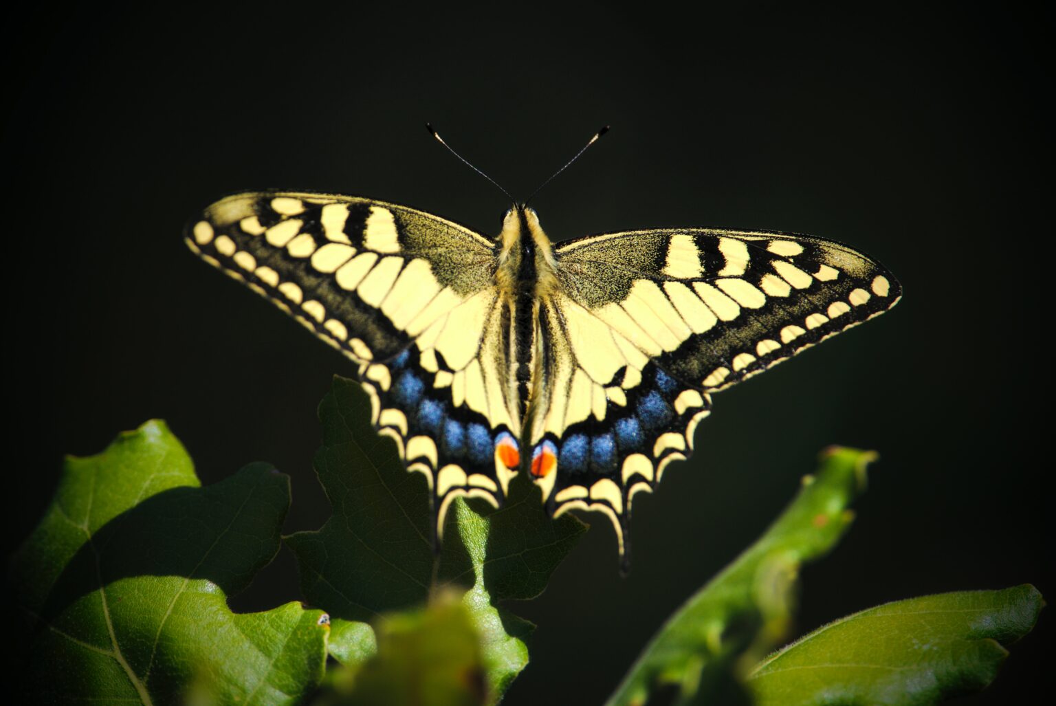 60 Butterfly Quotes By Which You Will Be Motivated In Life
