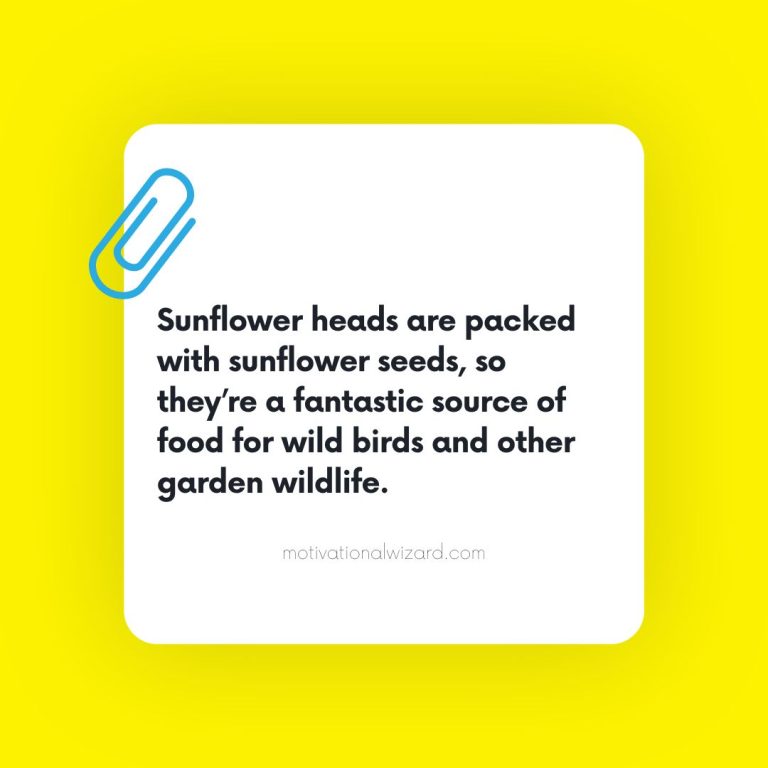 70 Hippie Sunflower Quotes About Love And Happiness